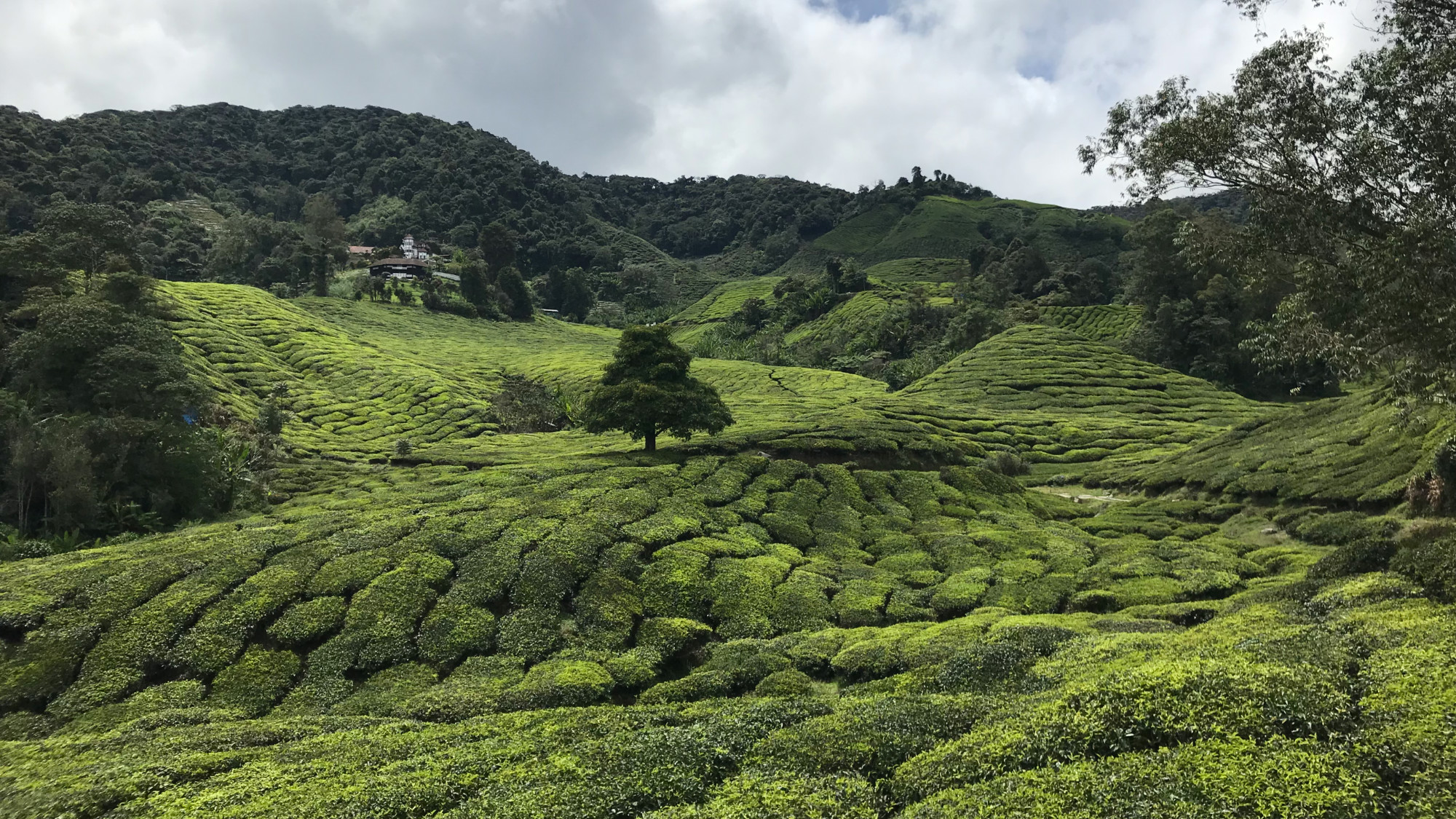 Cameron Highlands : Un voyage au coeur des plantations de thé