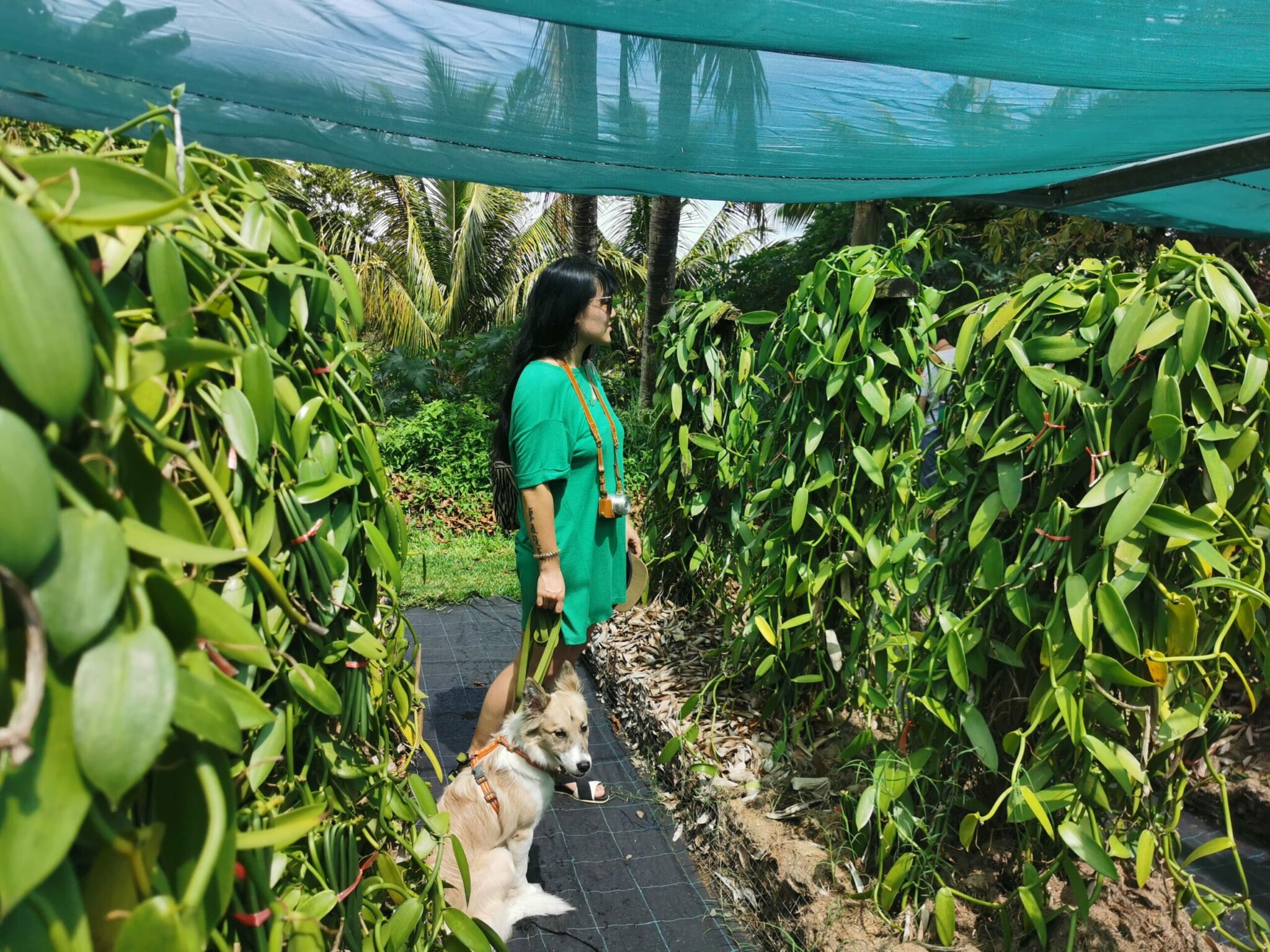La Vanilleraie: Grow Vanilla on Historical Lands - a fab journey