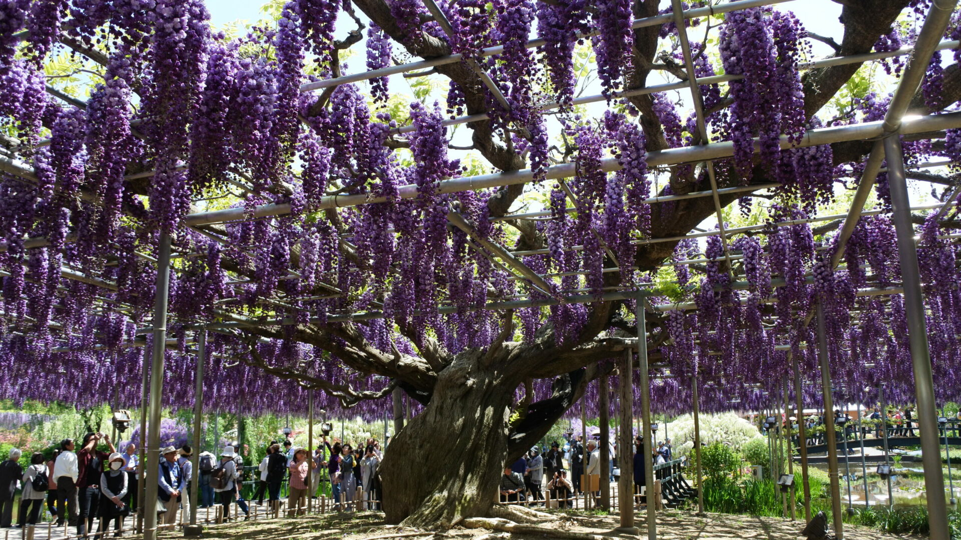 Wisteria Wonder at Ashikaga Flower Park - a fab journey