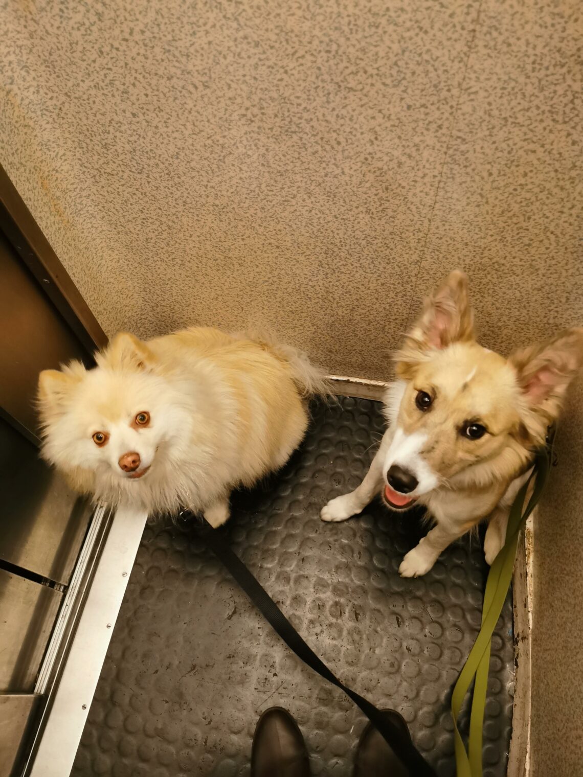 A Dog in Paris: what is it like? - a fab journey