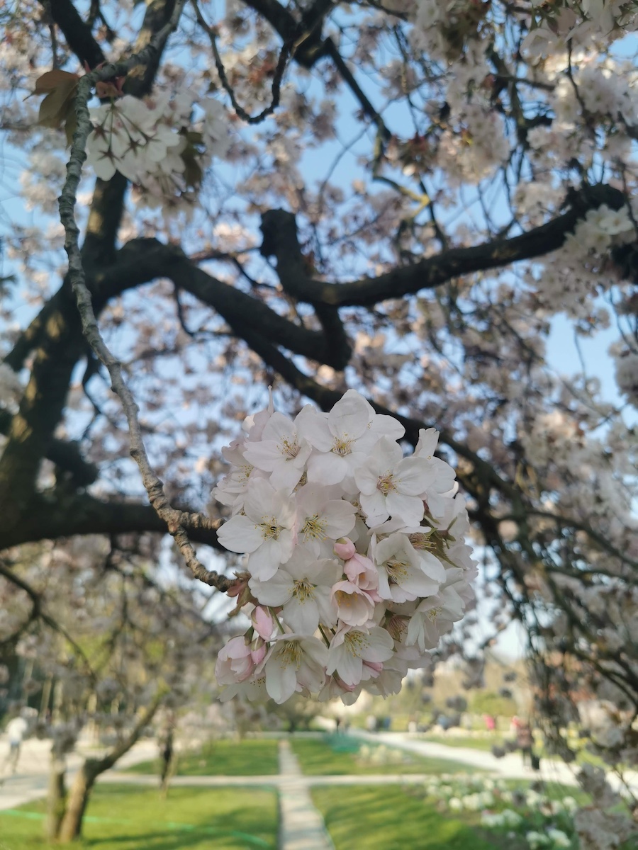 The Old Cherry Tree at the Jardin des Plantes