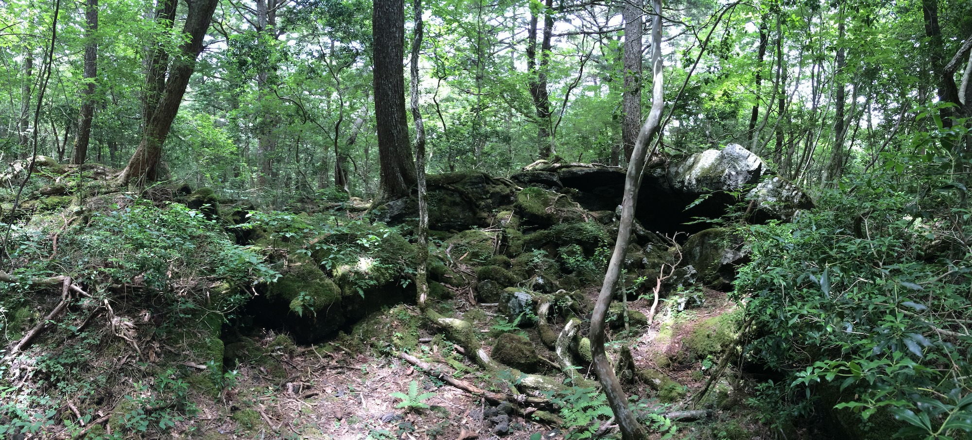 Une excursion dans la forêt d’Aokigahara, pas si maudite - a fab journey